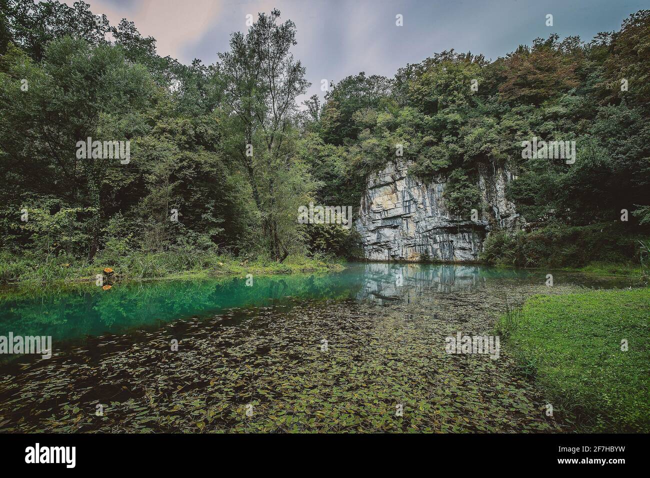 White Carniola High Resolution Stock Photography and Images - Alamy