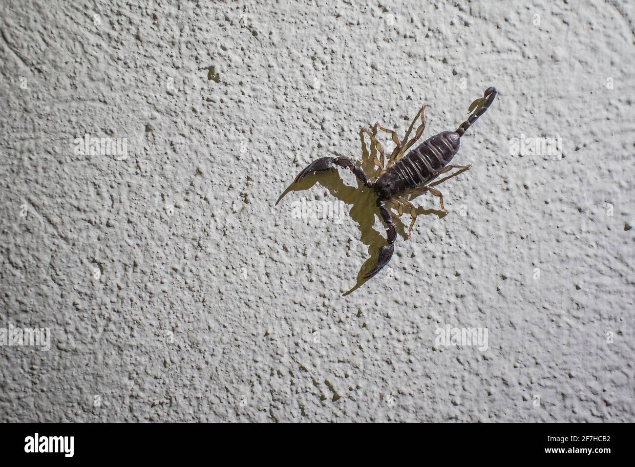 Big ugly looking scorpion on a textured white wall, casting a strong ...