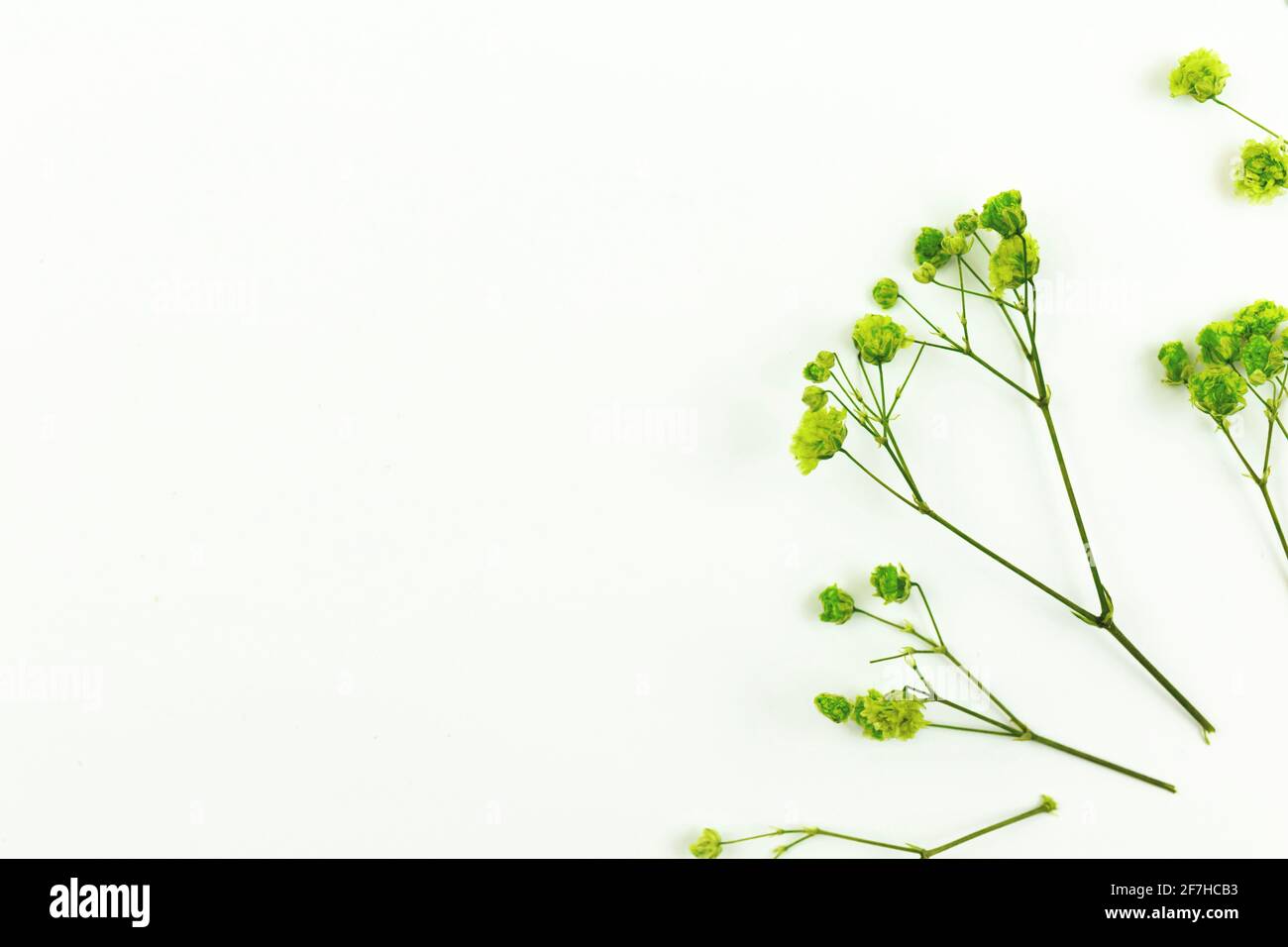 Dry floral branches, green dried flowers composition, spring floral ...
