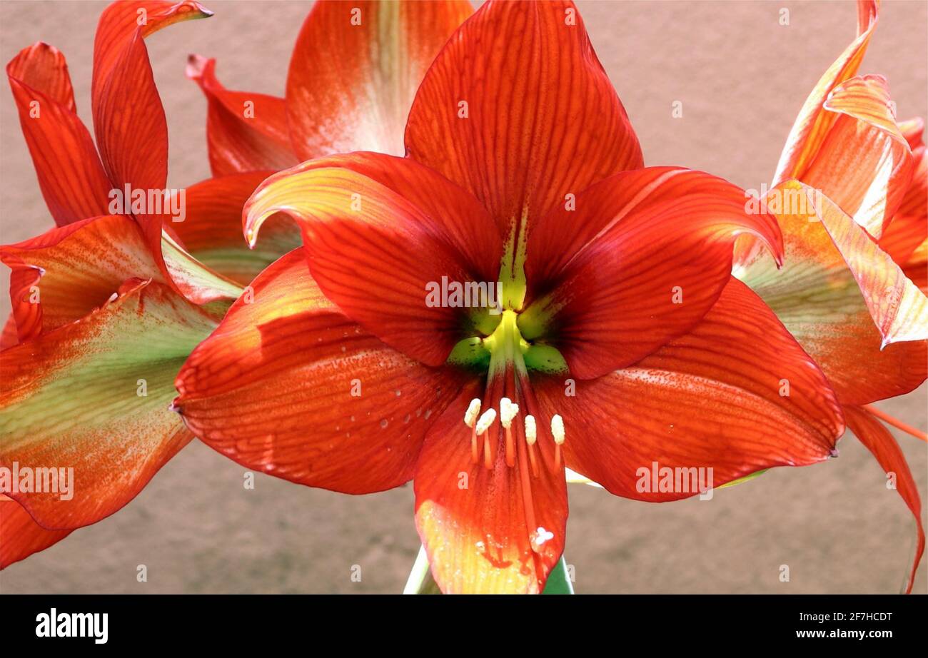 beautiful flower closeup landscape wallpaper Stock Photo - Alamy