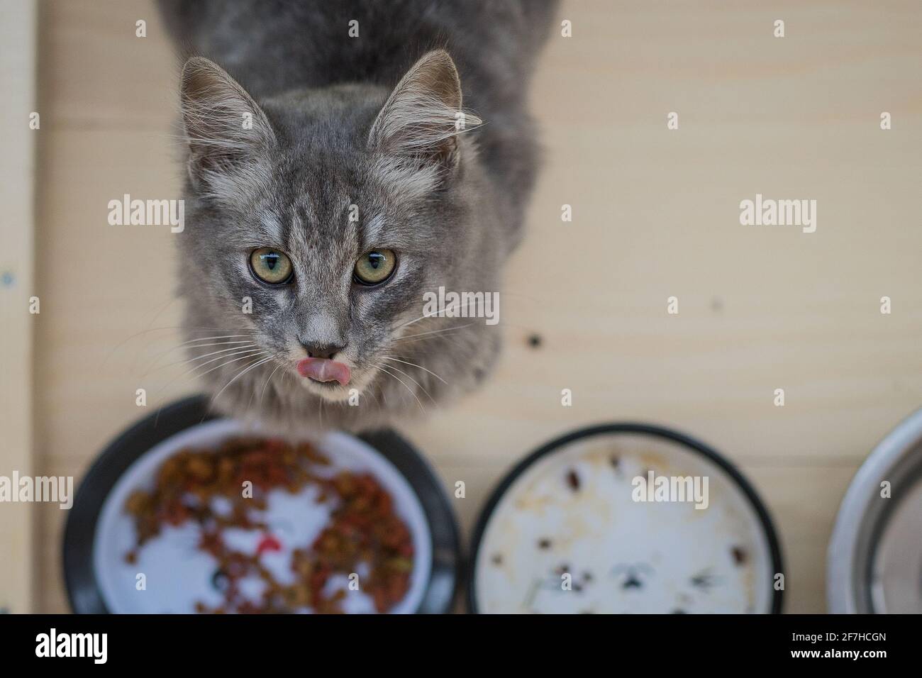 Cute gray cat eating food from a tray and looking up while licking his ...