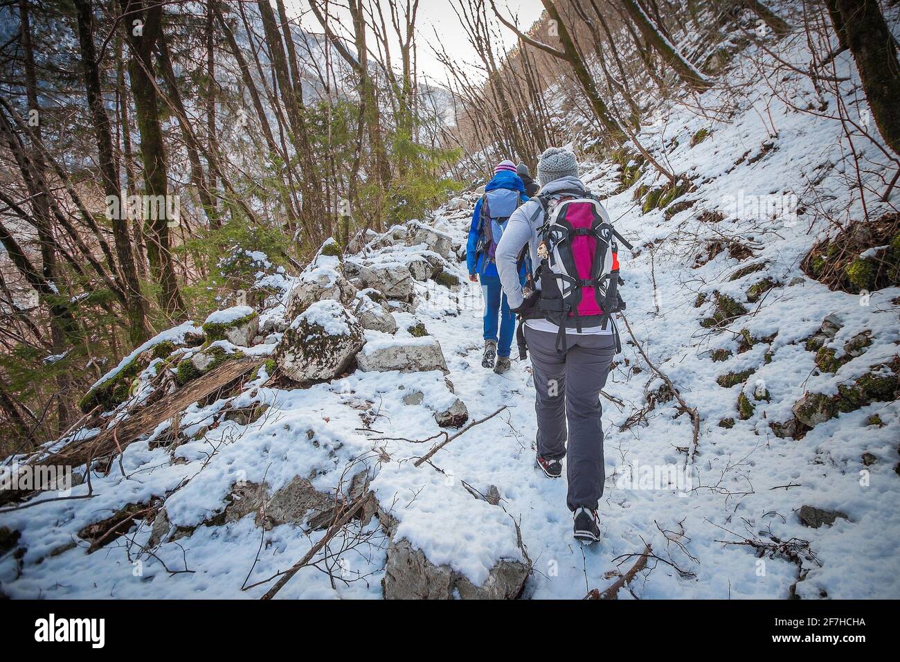A group of hikers is walking uphill on a snowy path. Forest trail ...