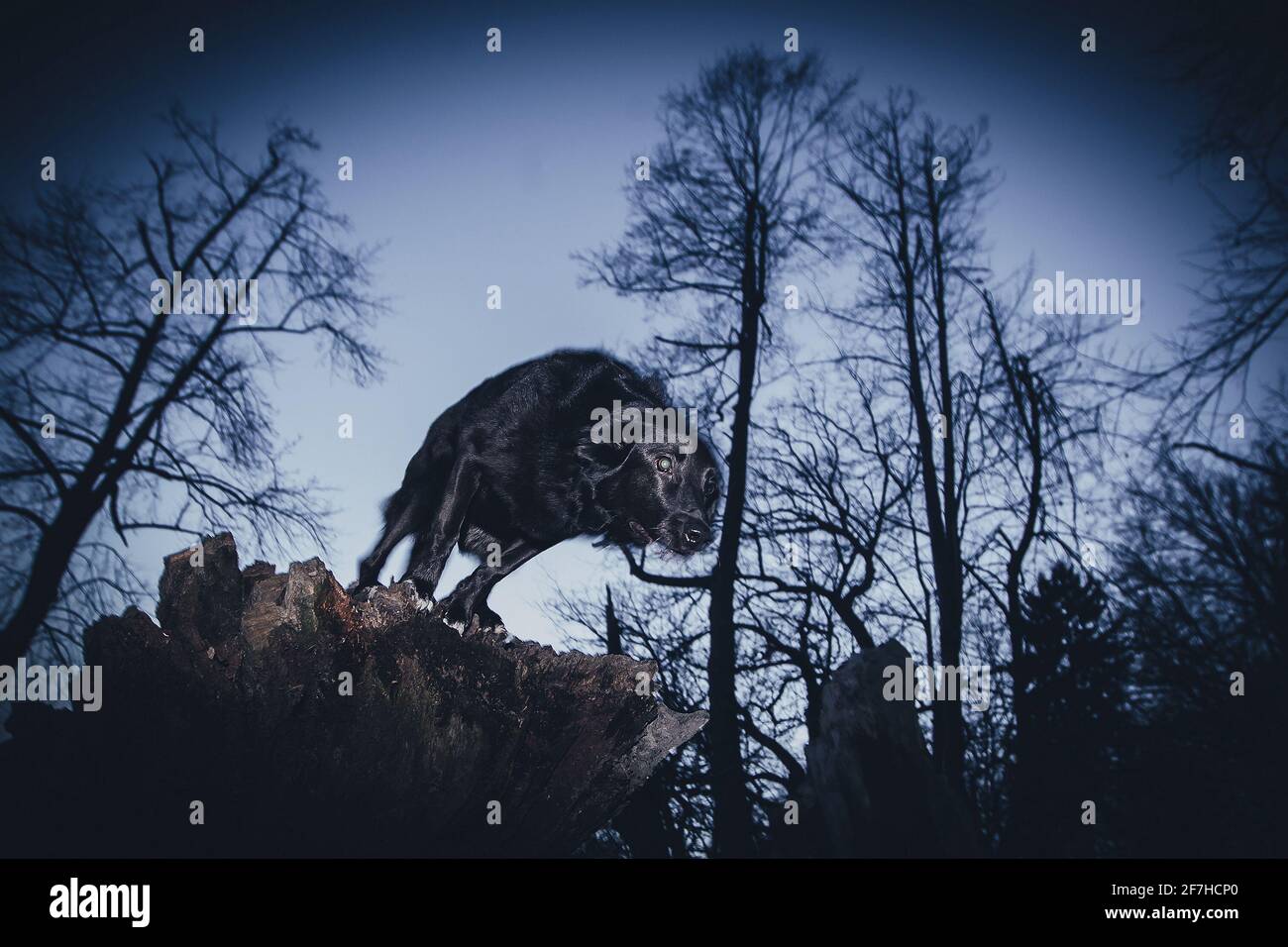 Scary dog in the night hi-res stock photography and images - Alamy