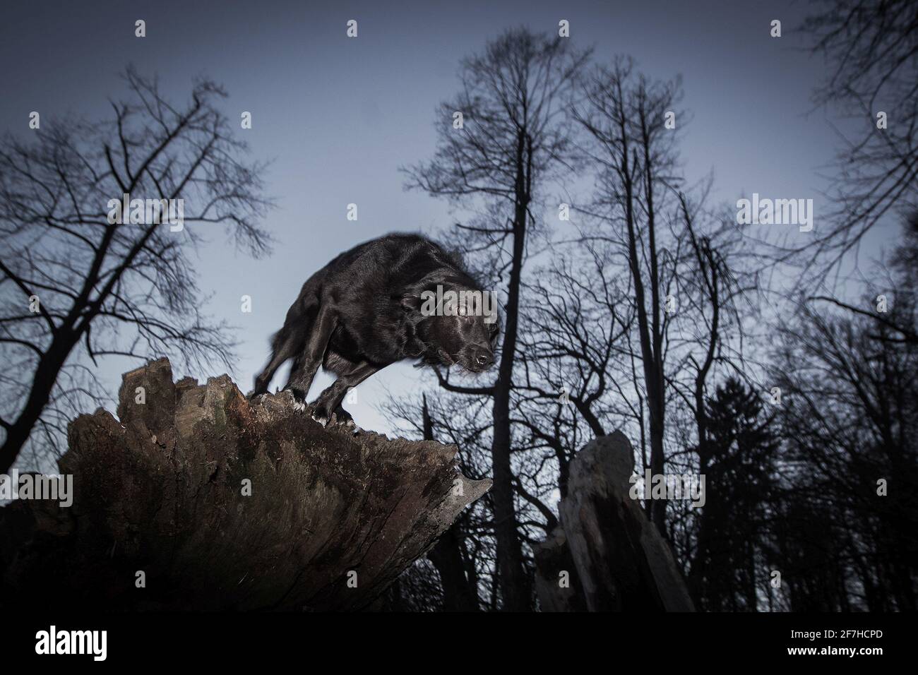 Scary dog hi-res stock photography and images - Alamy