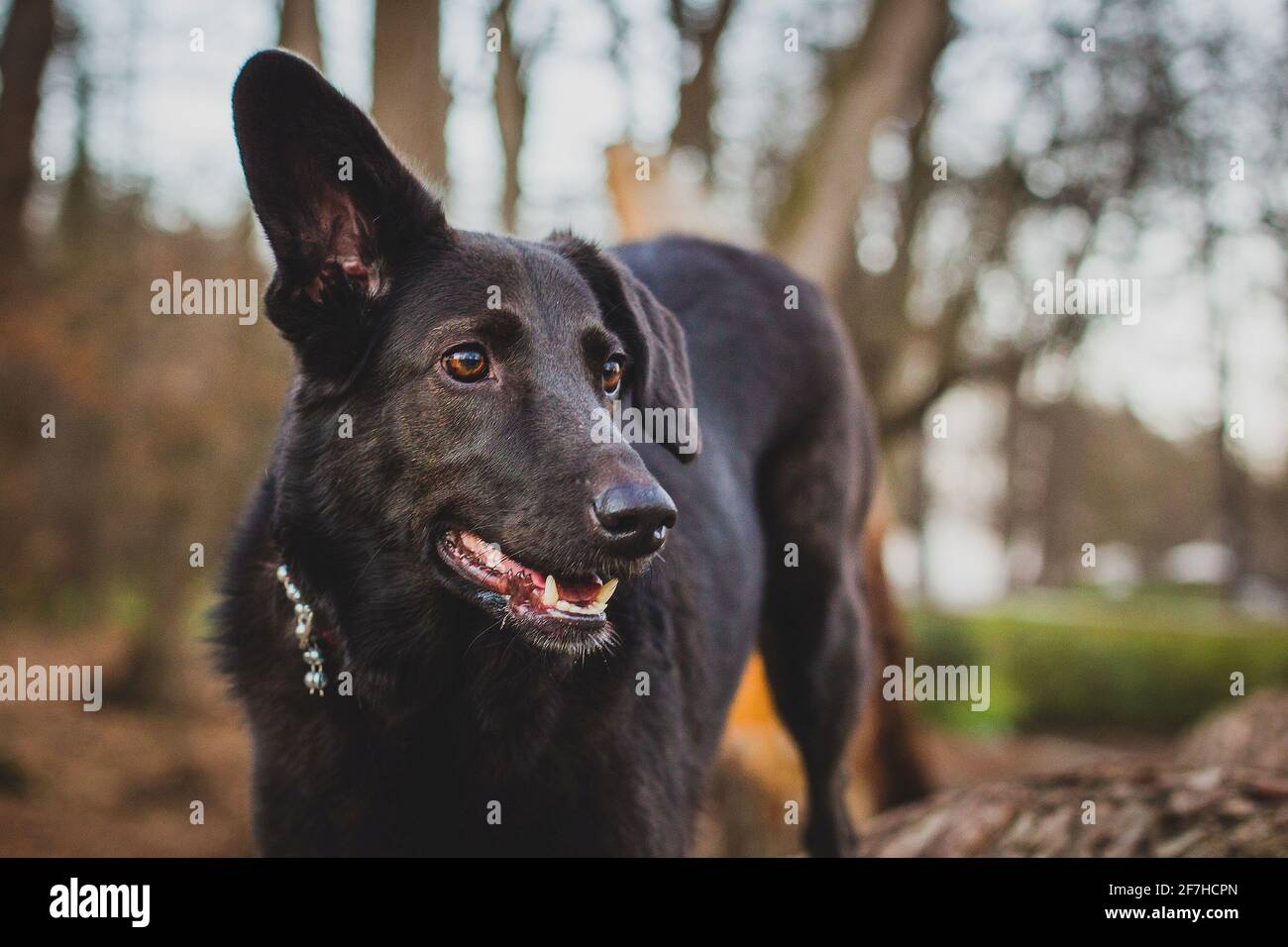 A cute alert black dog listening with one ear raised and eyes staring ...