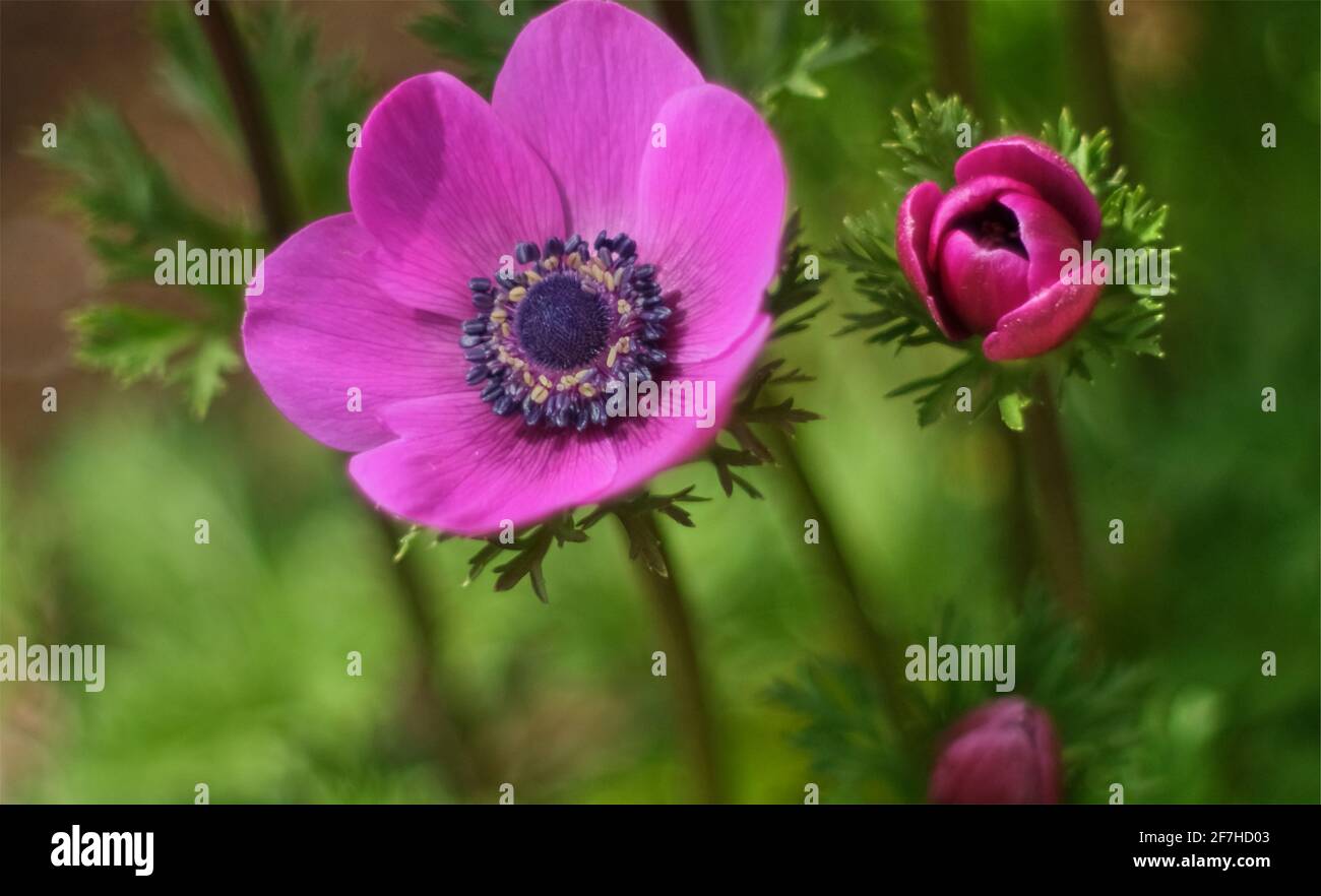 beautiful flower closeup landscape wallpaper Stock Photo - Alamy