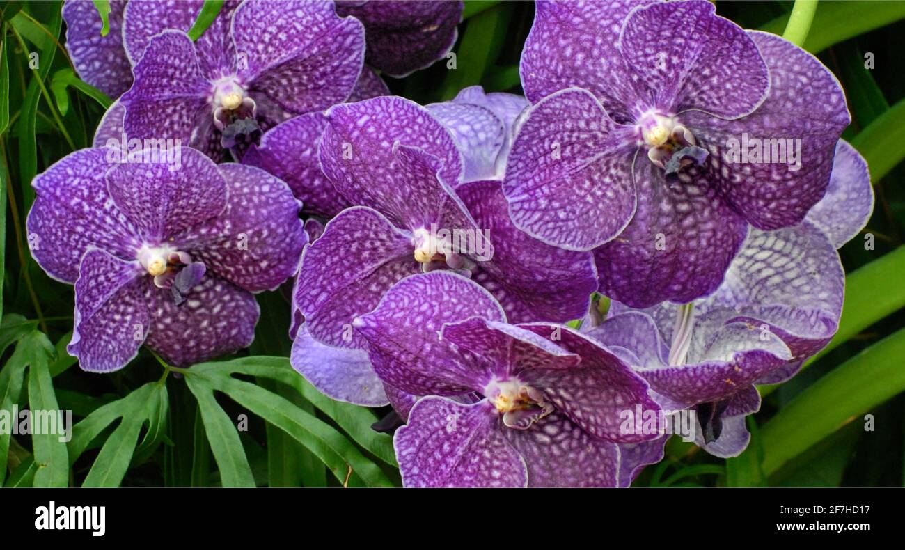 beautiful flower closeup landscape wallpaper Stock Photo - Alamy