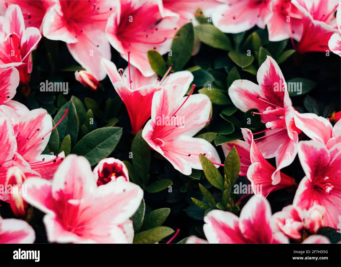 beautiful flower closeup landscape wallpaper Stock Photo - Alamy