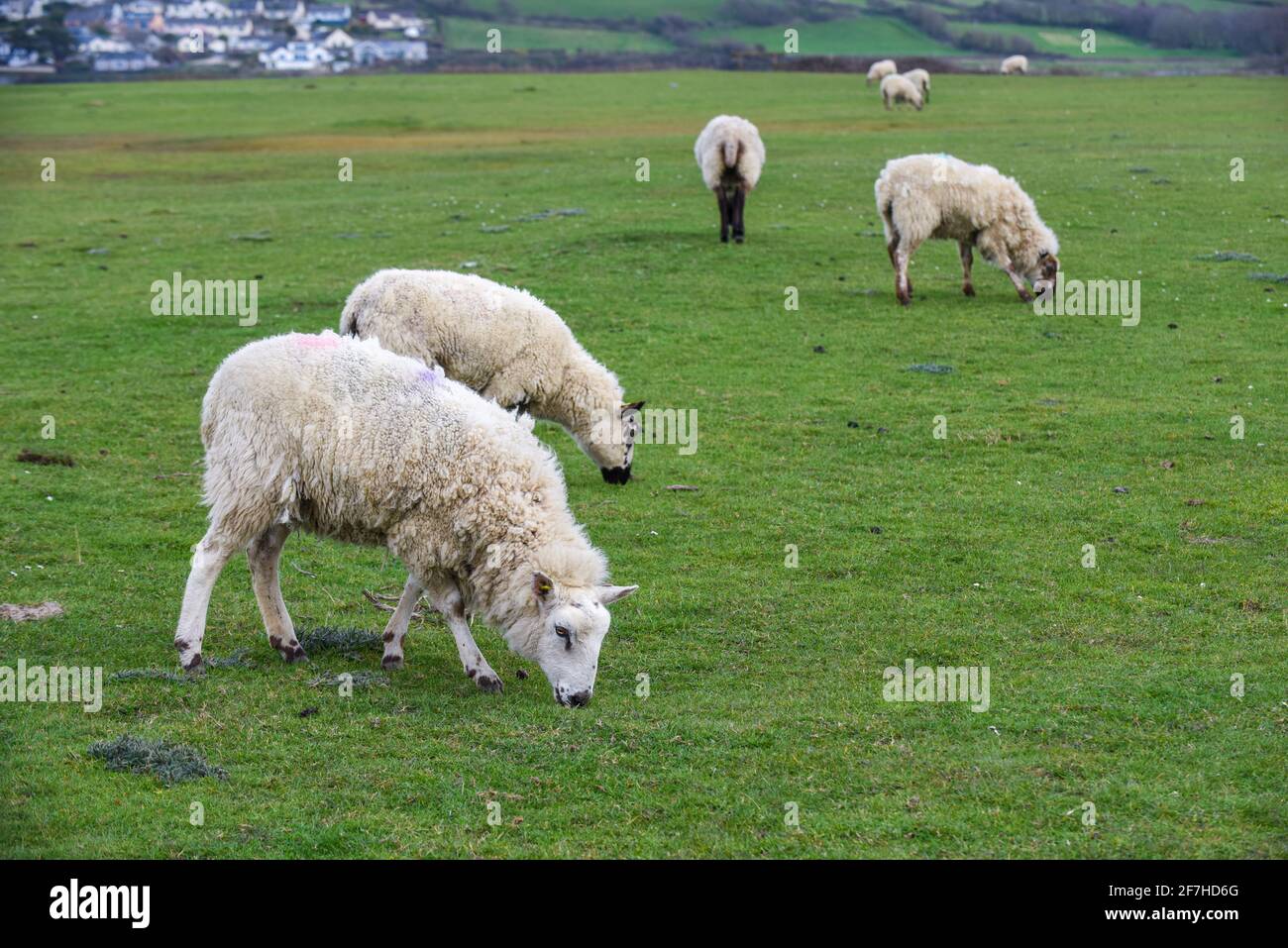 Sheep grazing in a field they are free range and can roam around the ...