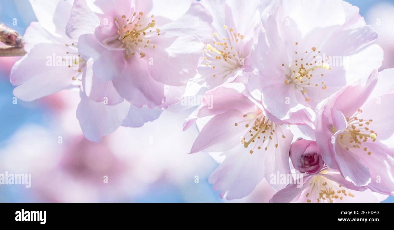 beautiful flower closeup landscape wallpaper Stock Photo - Alamy