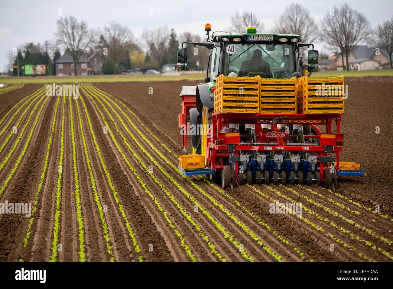 Lettuce plants, in press pots, they are planted in a field with a ...