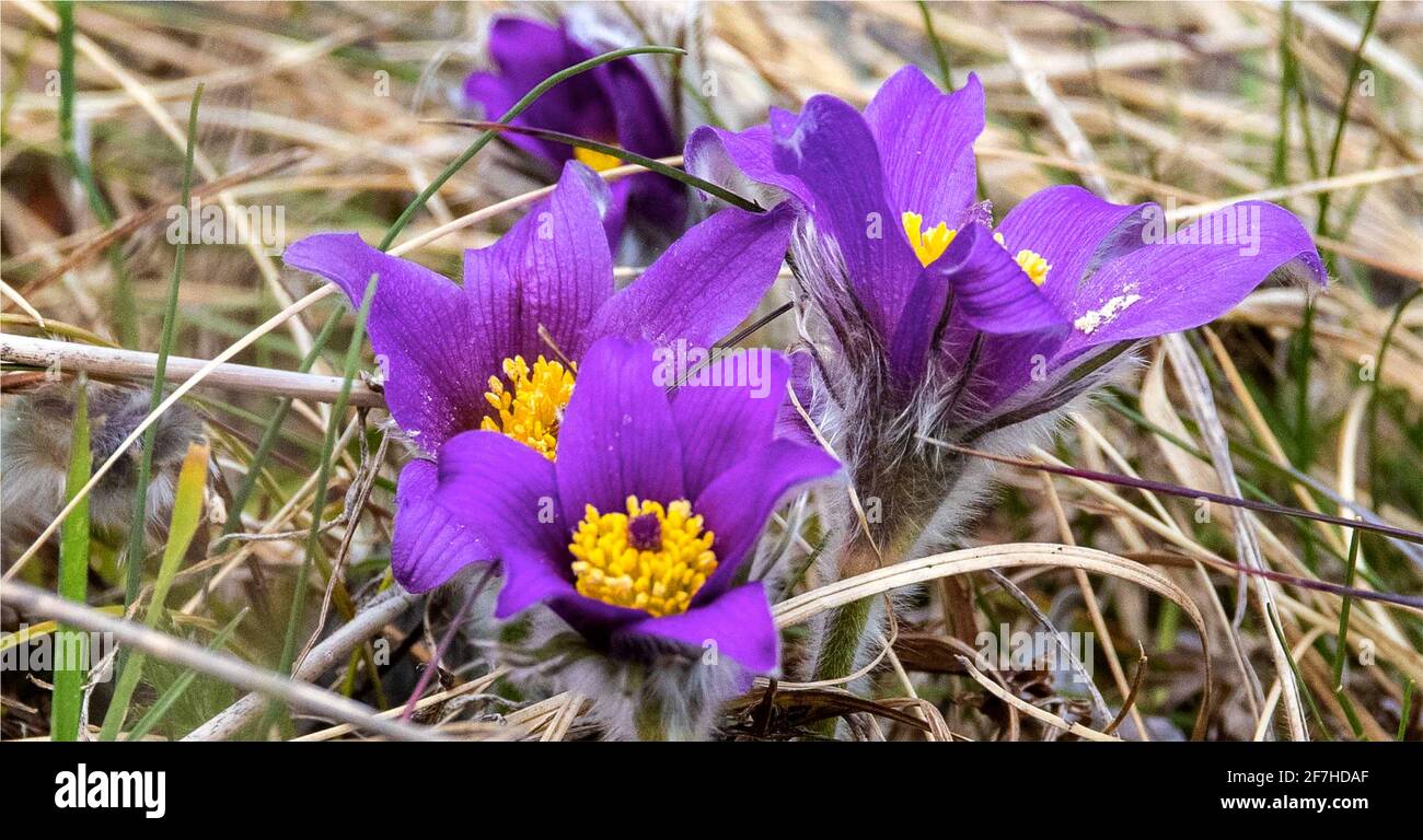 beautiful flower closeup landscape wallpaper Stock Photo - Alamy