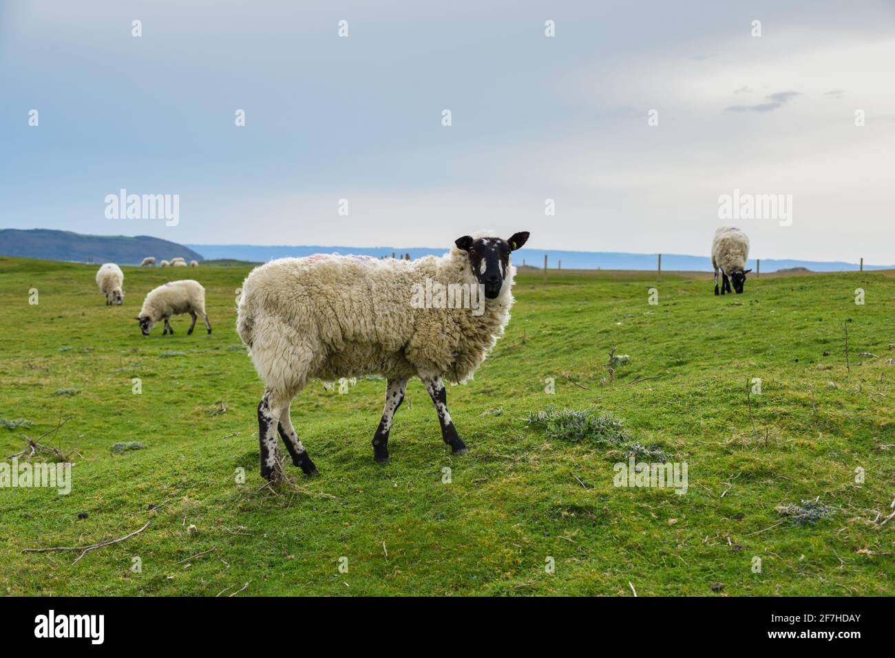 Sheep grazing in a field they are free range and can roam around the ...