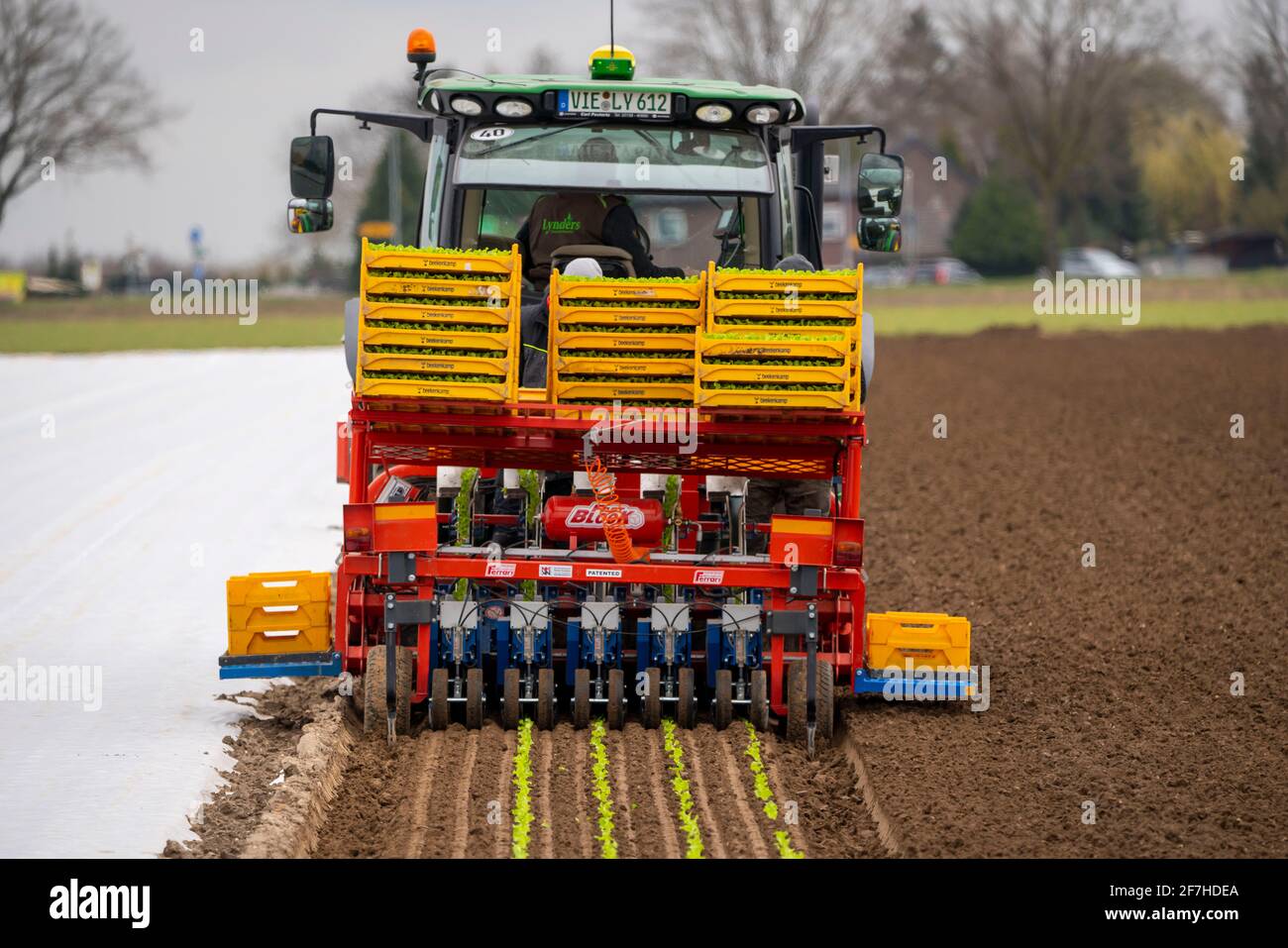 Lettuce plants, in press pots, they are planted in a field with a ...