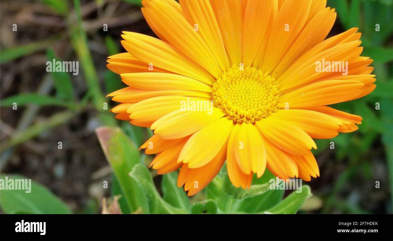 beautiful flower closeup landscape wallpaper Stock Photo - Alamy
