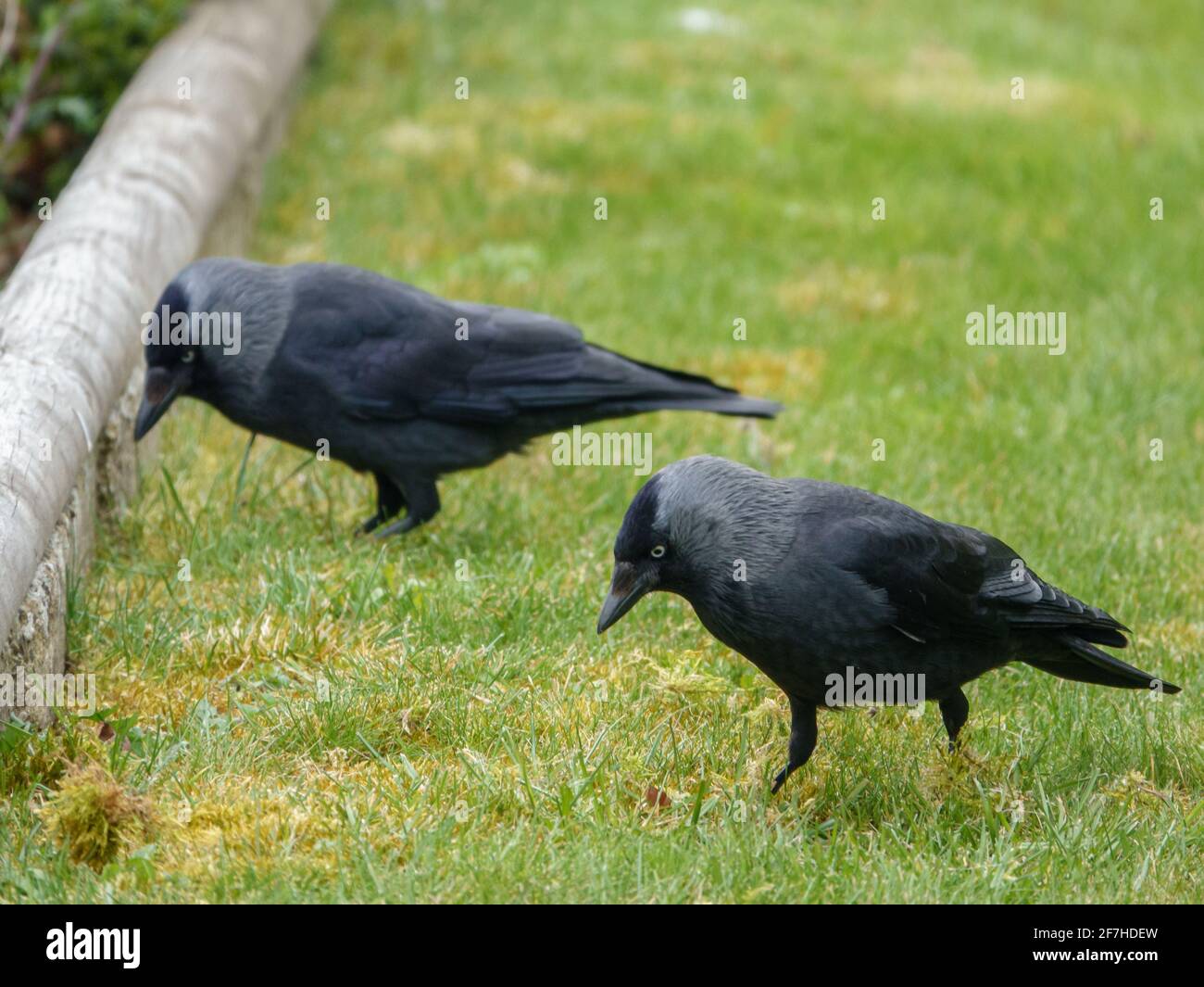 Grass grubs hi-res stock photography and images - Alamy