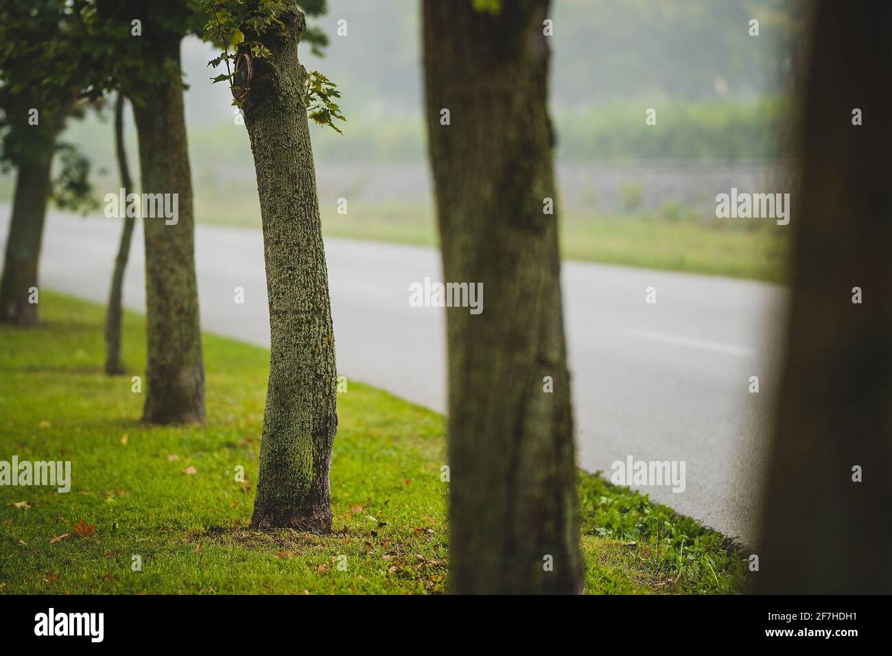 A row of trees next to an asphalt road in a foggy misty autumn morning ...