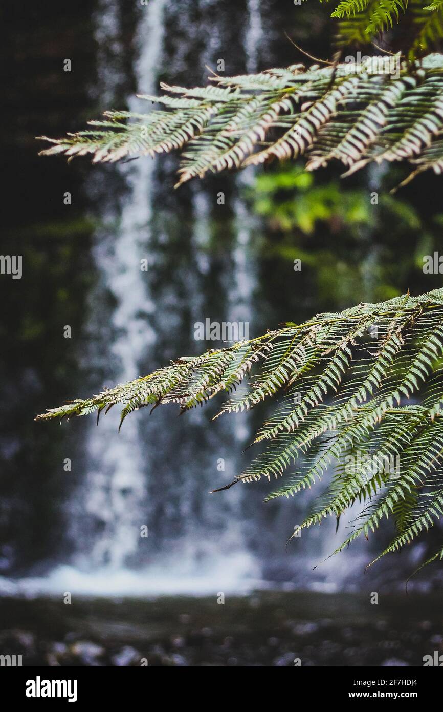 Detail of a fern leaf in front of a majestic waterfall or cascade in ...