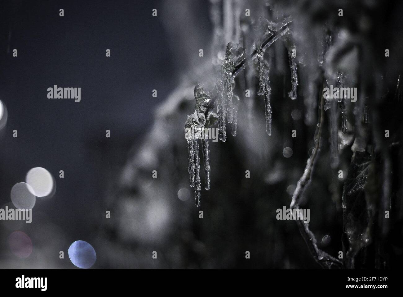 Trees and branches with ice. Iced trees. Fairytale setting Stock Photo ...
