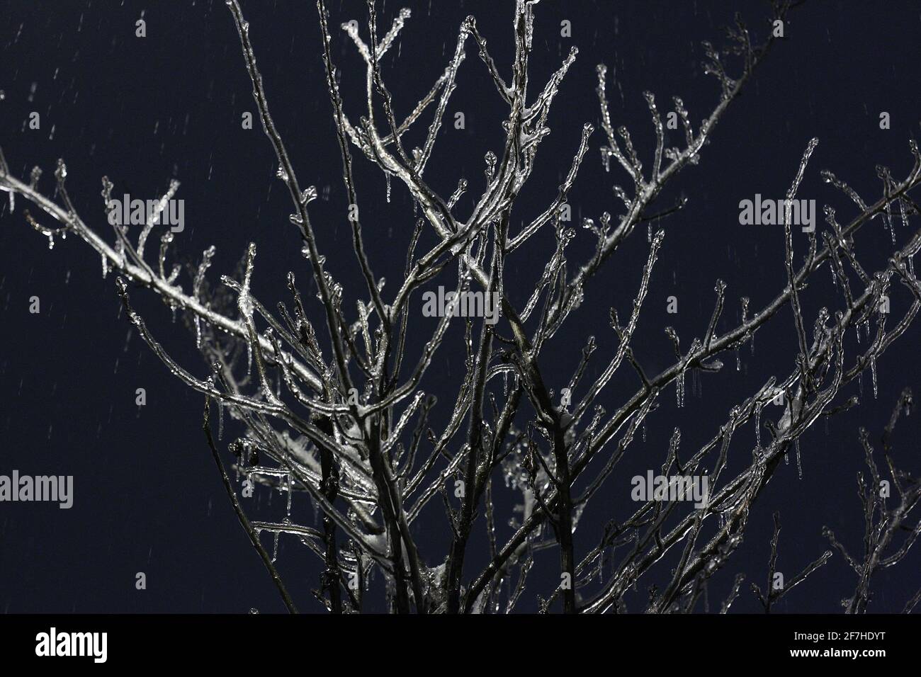 Trees and branches with ice. Iced trees. Fairytale setting Stock Photo ...
