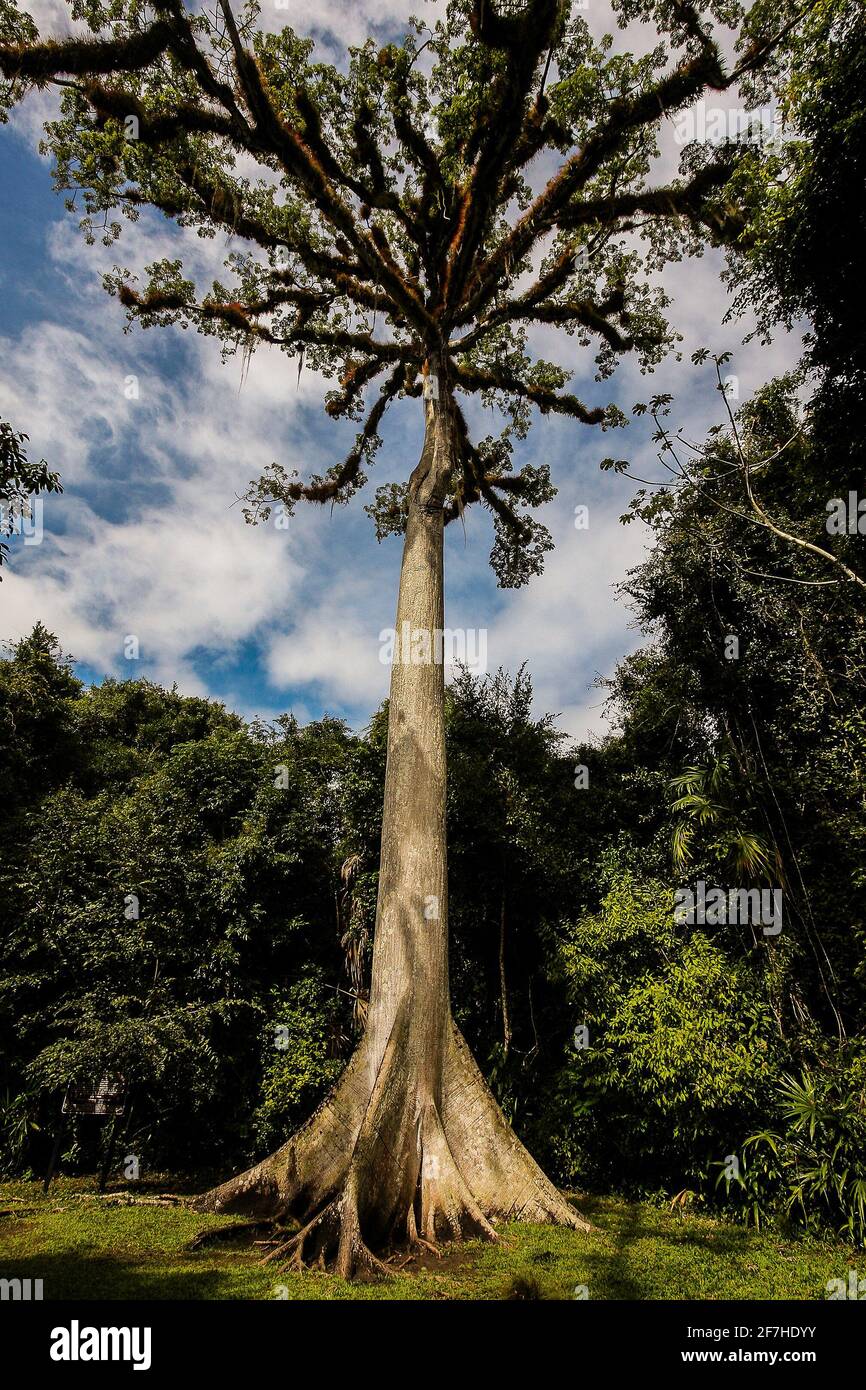 Famous Tarantula tree in Tikal, Guatemala. Tarantula tree is known for ...
