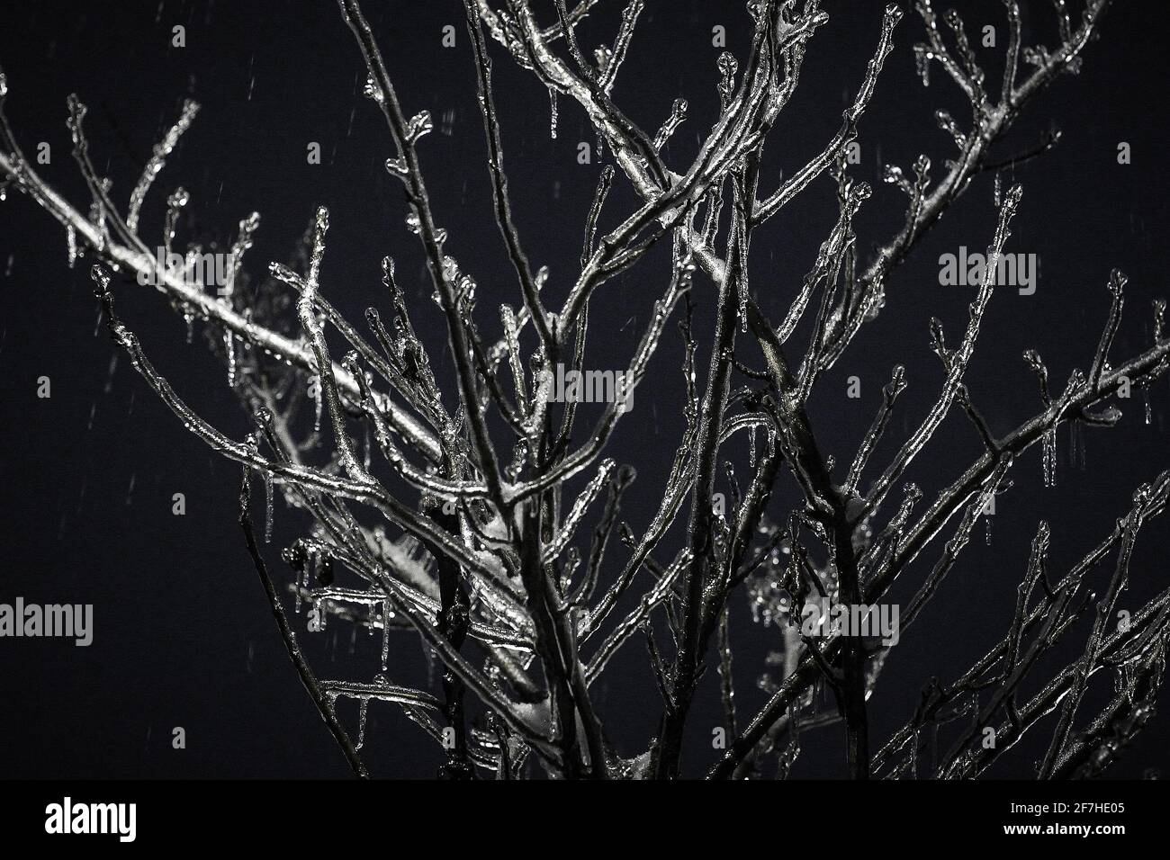 Trees and branches with ice. Iced trees. Fairytale setting Stock Photo ...