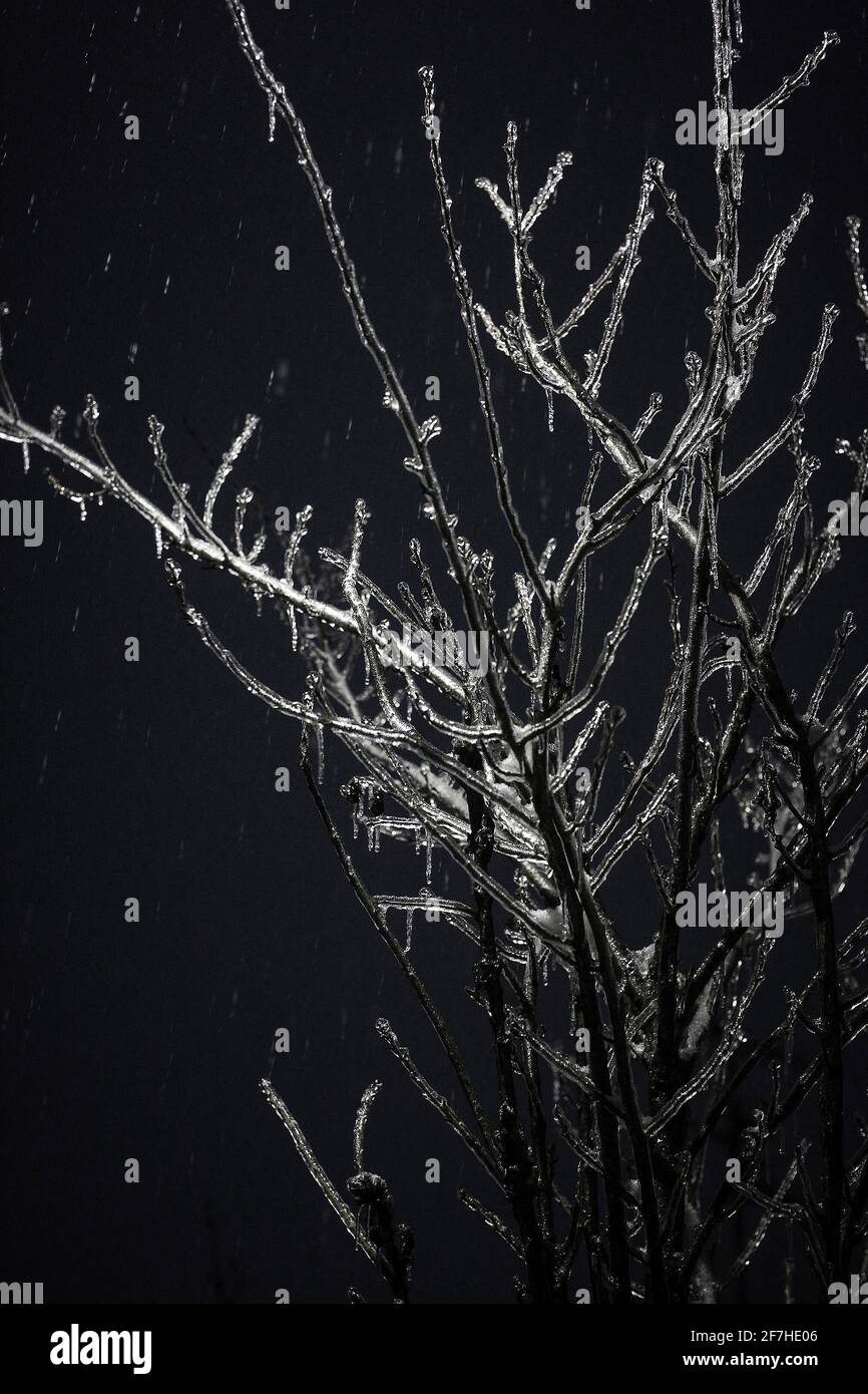 Trees and branches with ice. Iced trees. Fairytale setting Stock Photo ...