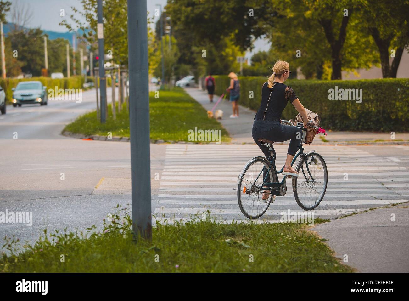 Female commuter cyclist riding over a zebra on a crossing on a suburban ...
