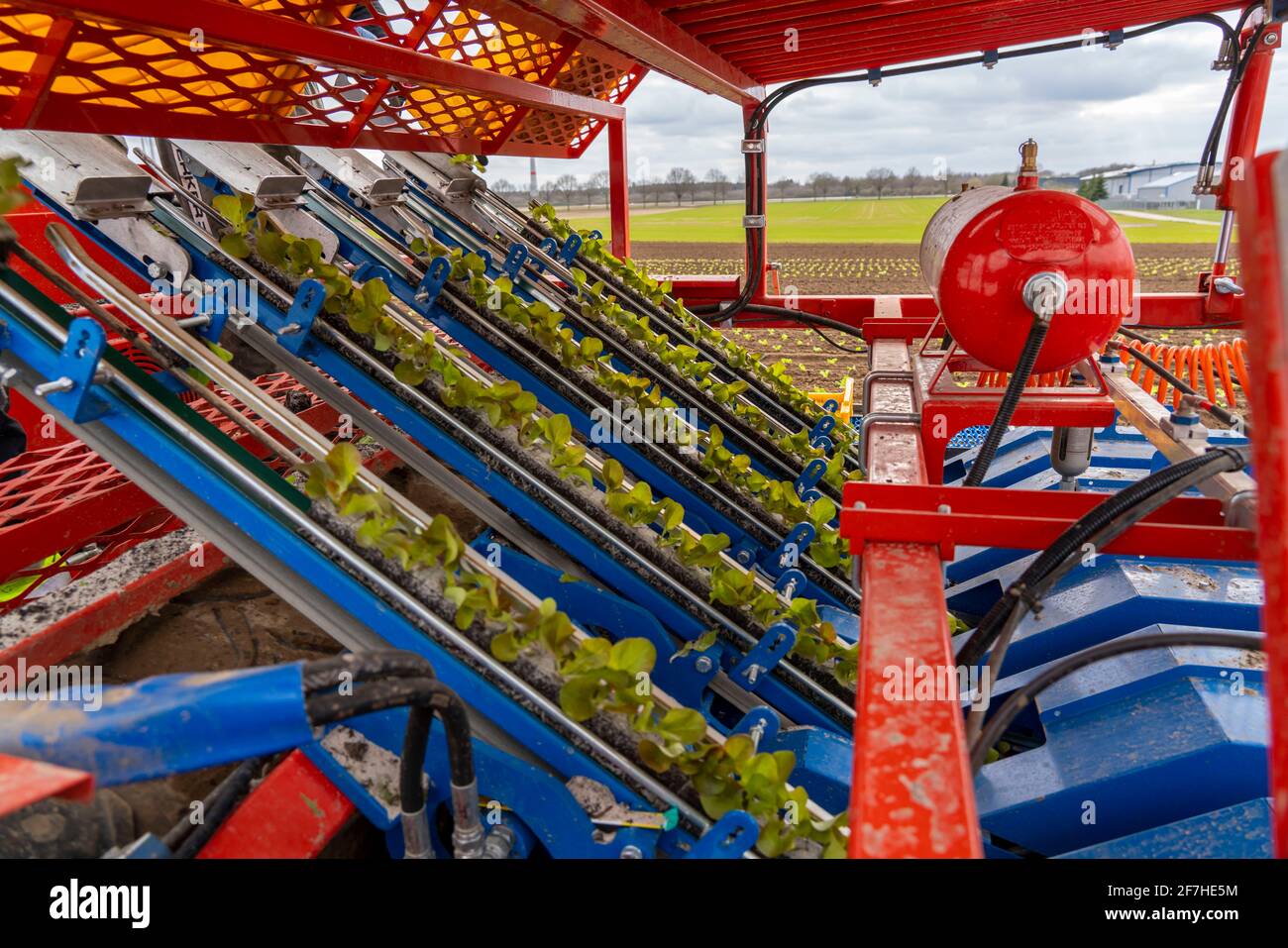 Lettuce plants, in press pots, they are planted in a field with a ...