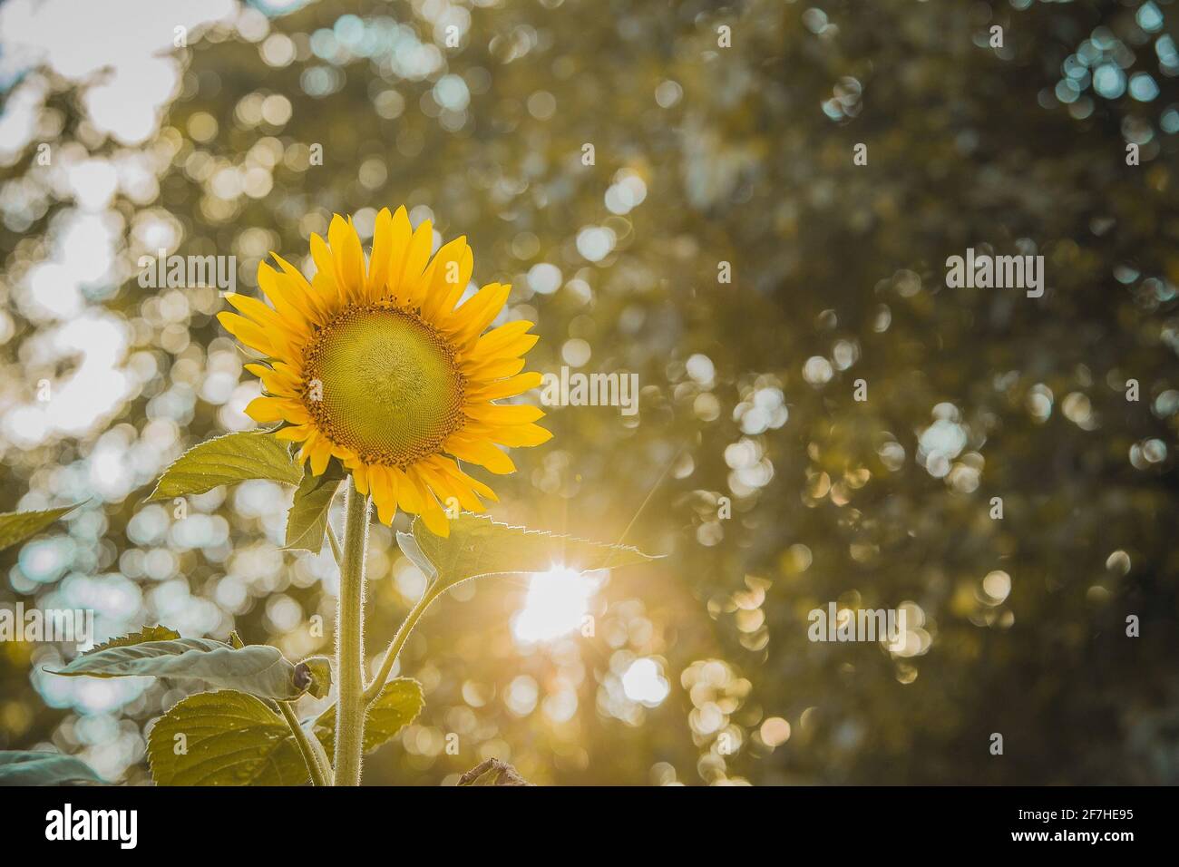 Single sunflower standing alone in front of some trees or foliage ...