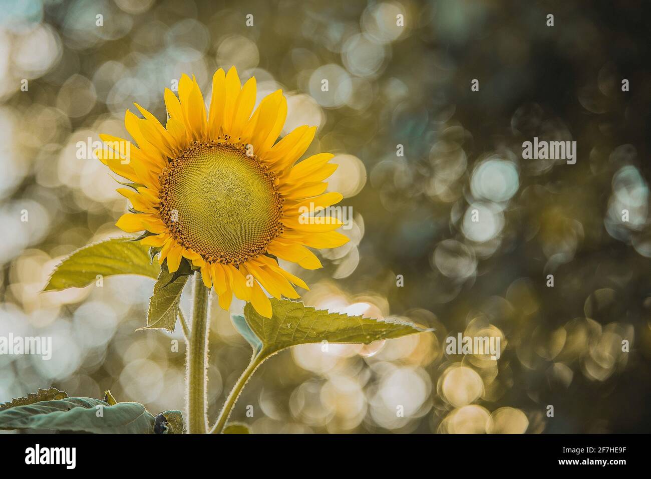 Single sunflower standing alone in front of some trees or foliage ...