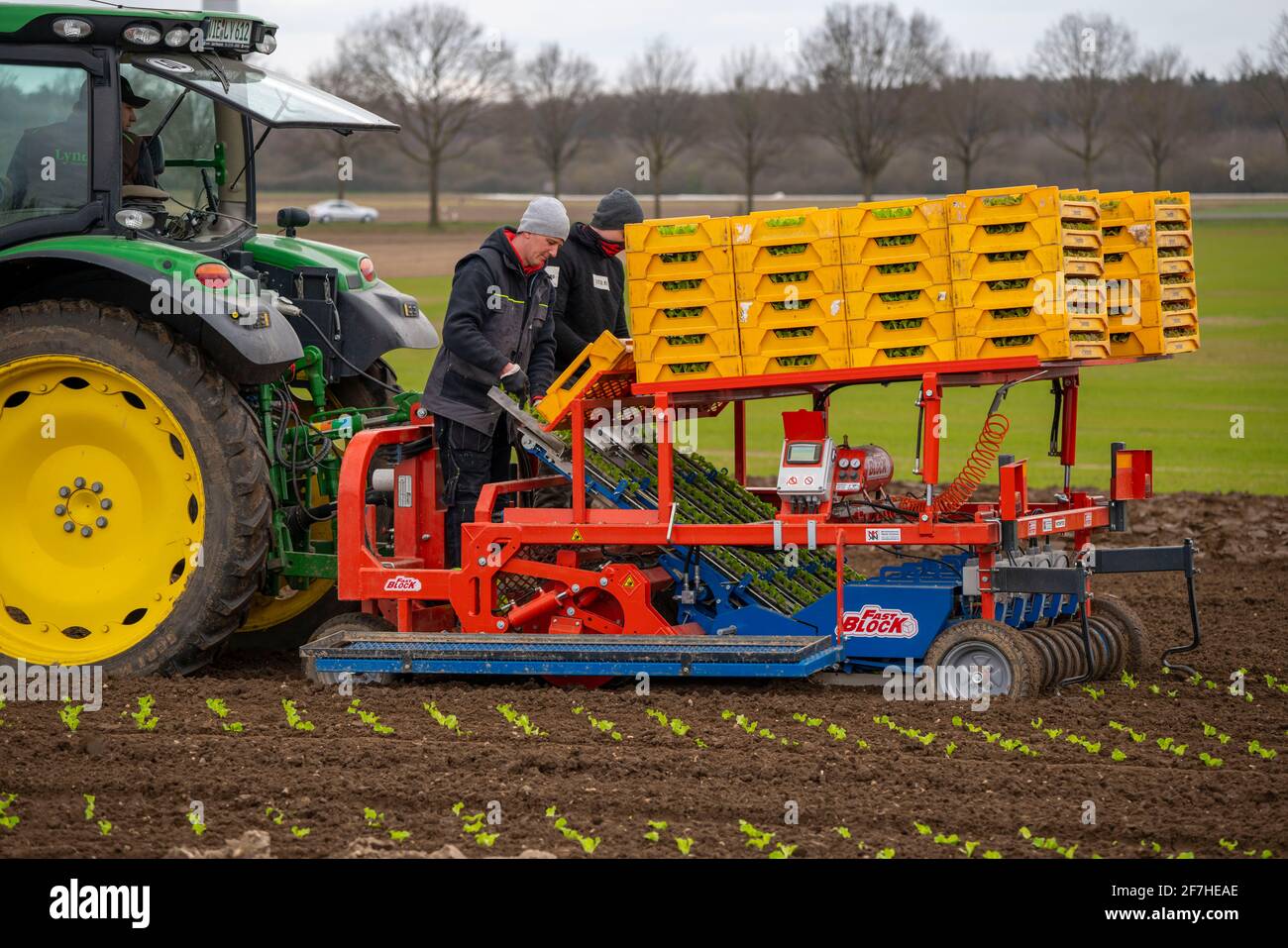 Lettuce plants, in press pots, they are planted in a field with a ...