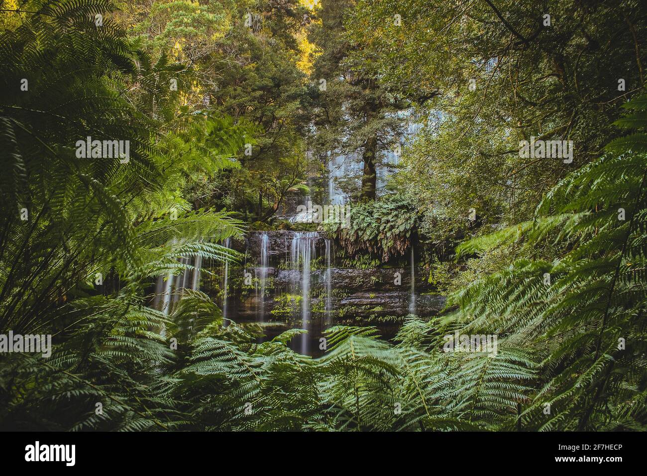 Russell Falls in Tasmania's Mount Field National Park hiding behind ...