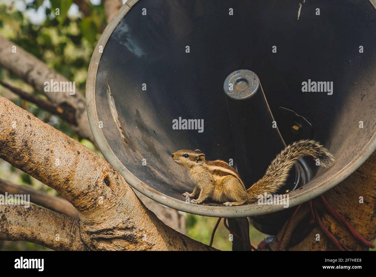 A cute chipmunk sitting in an old plastic loudspeaker in New Delhi ...