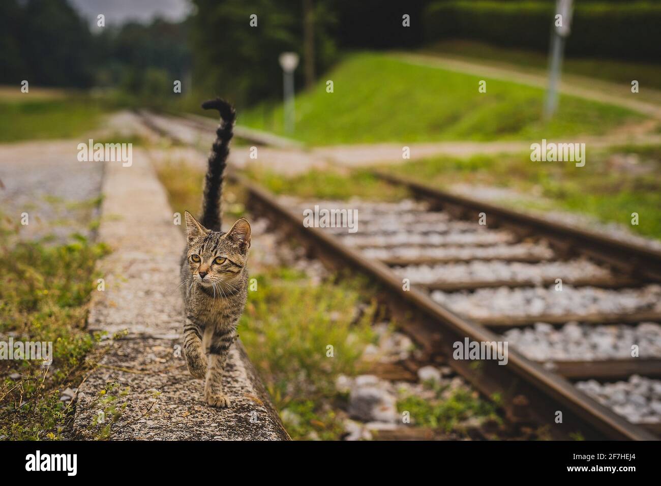 Cute young grey striped cat walking like a model next to a train track ...