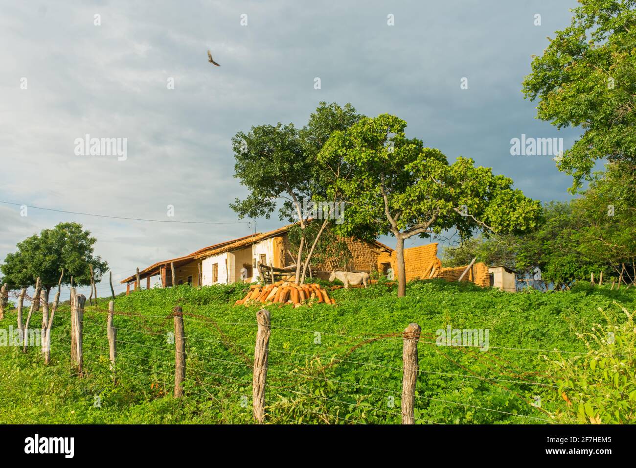 Brazil poverty countryside hi-res stock photography and images - Alamy