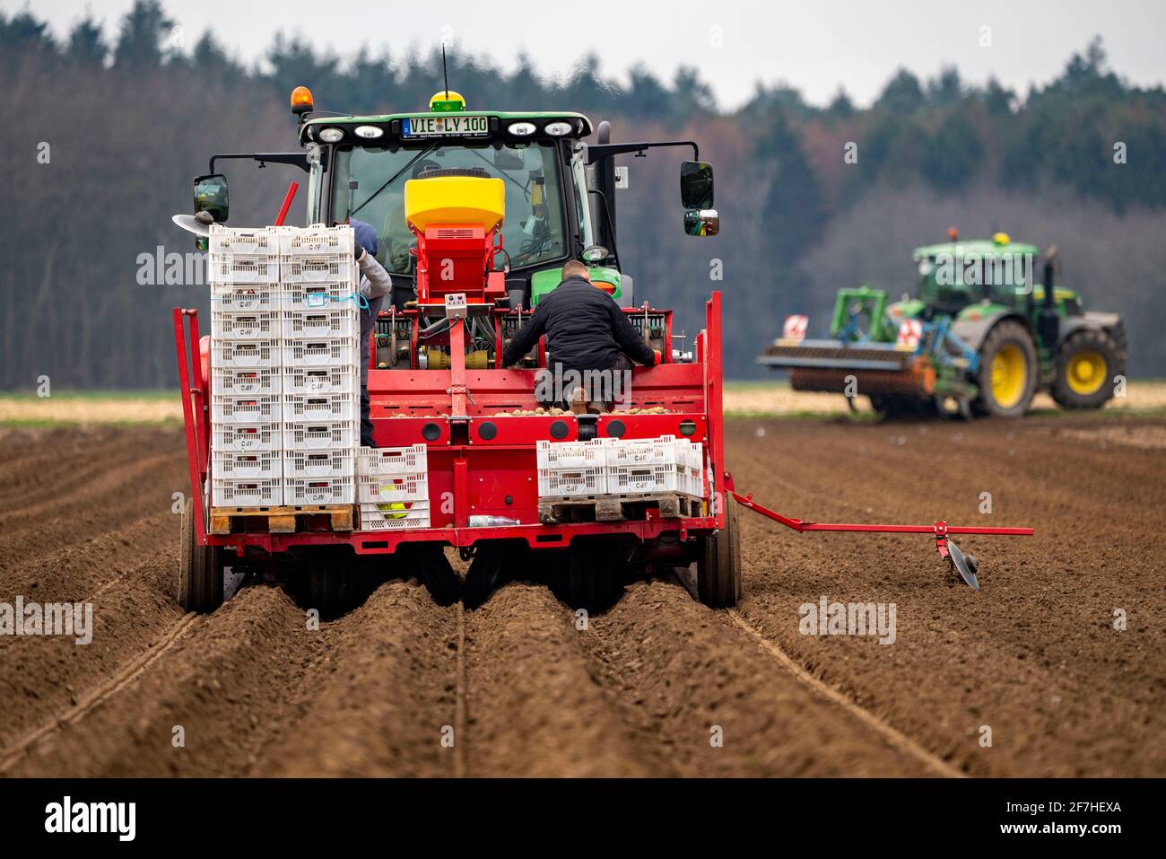 Early potatoes are placed in the soil of the field with a planter ...