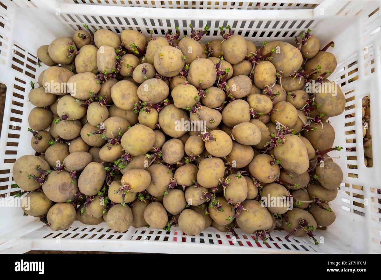 Early potatoes are placed in the soil of the field with a planter ...