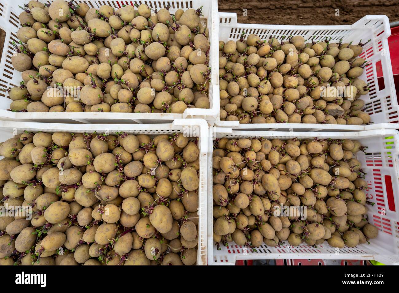 Early potatoes are placed in the soil of the field with a planter ...