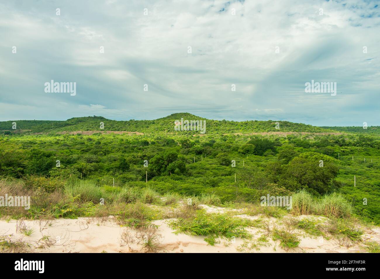Lush caatinga forest in the rainy season (Oeiras, Piaui - Northeast ...