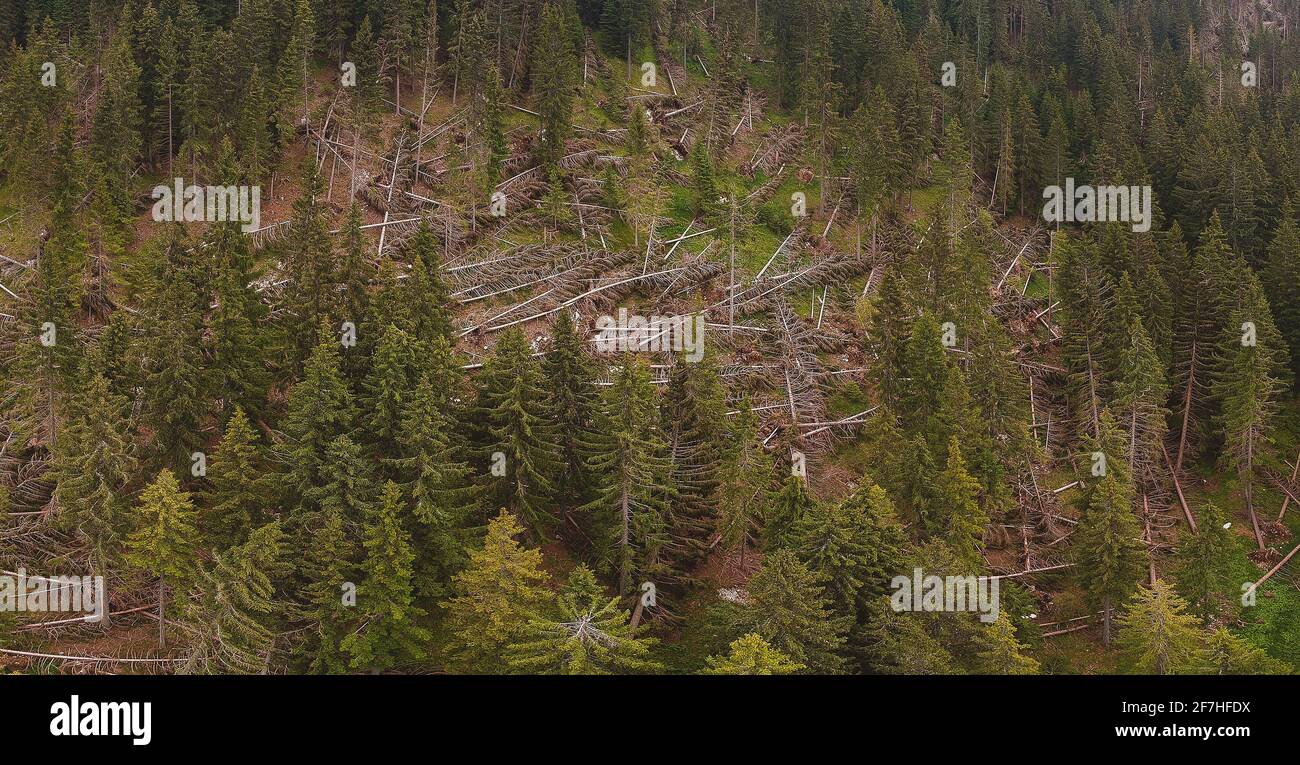 Fallen trees in a forest hi-res stock photography and images - Alamy