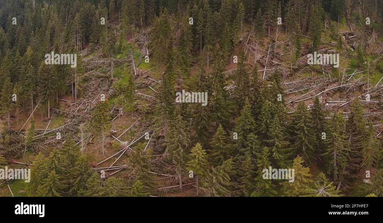 Down from a slope in the forest hi-res stock photography and images - Alamy