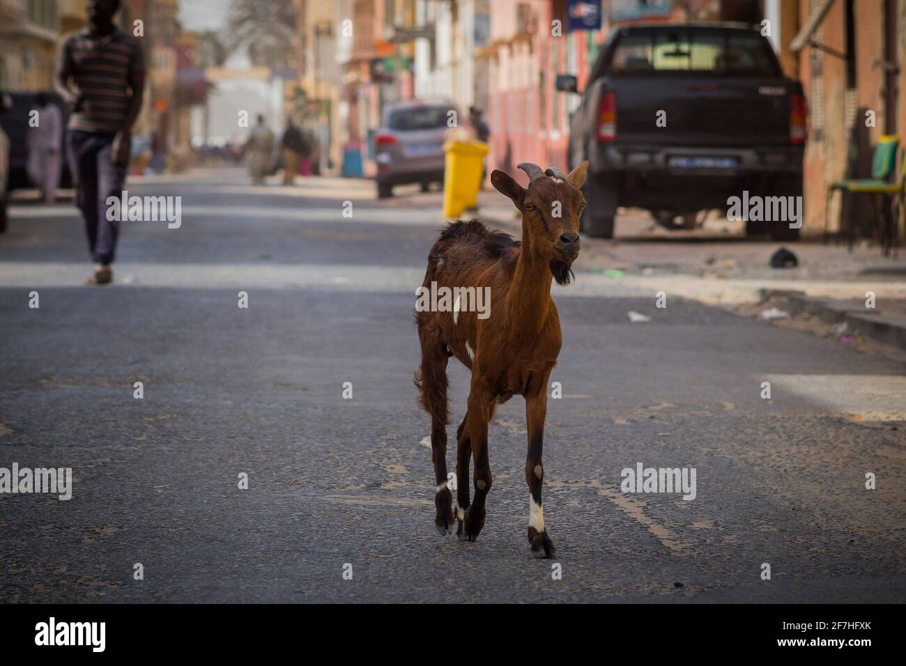 A brown goat with white feet walking around on the streets of Sant ...