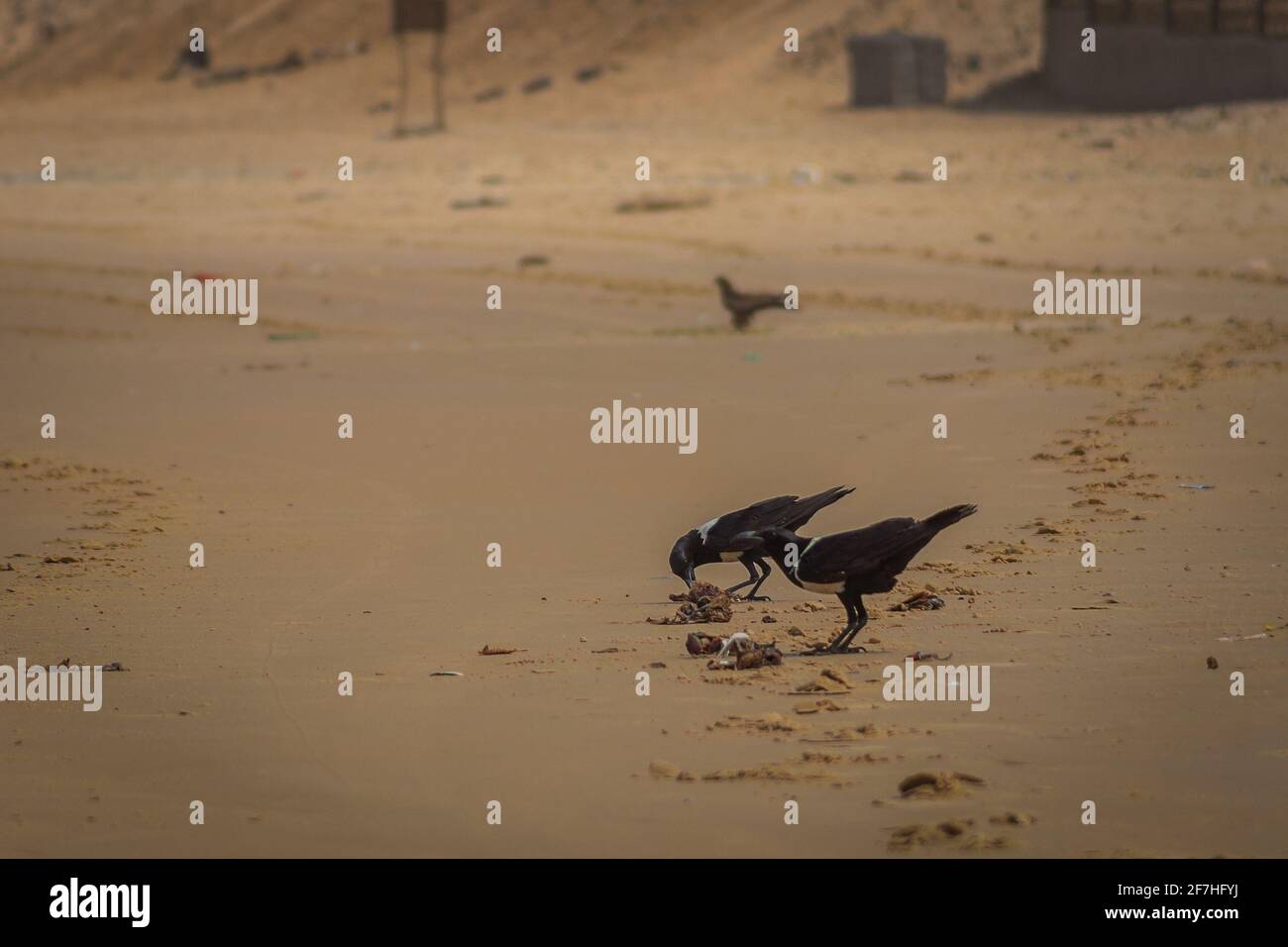 Pair of black crows on a sandy beach eating fish leftover seen with ...