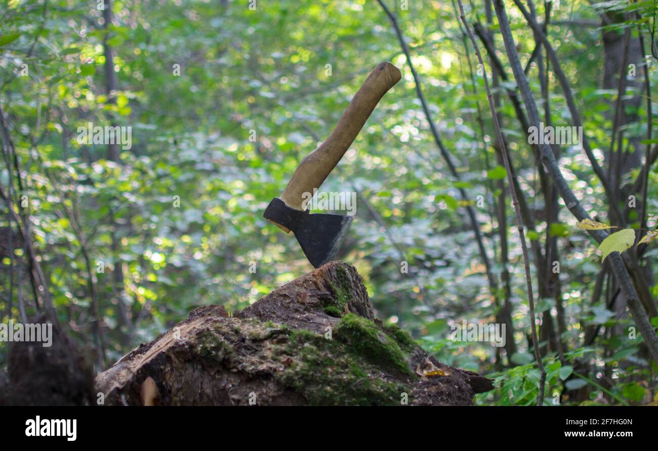 an ax in a tree in the woods Stock Photo - Alamy