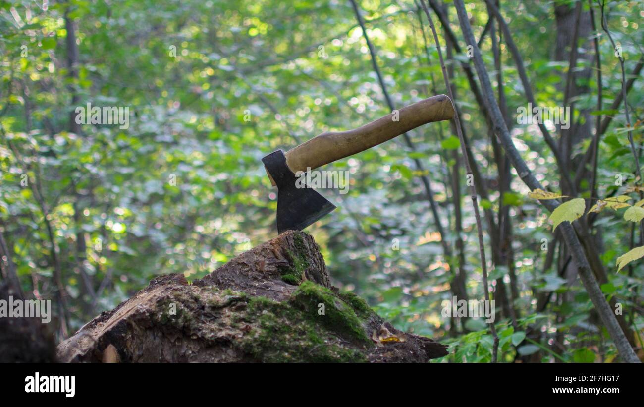an ax in a tree in the woods Stock Photo - Alamy