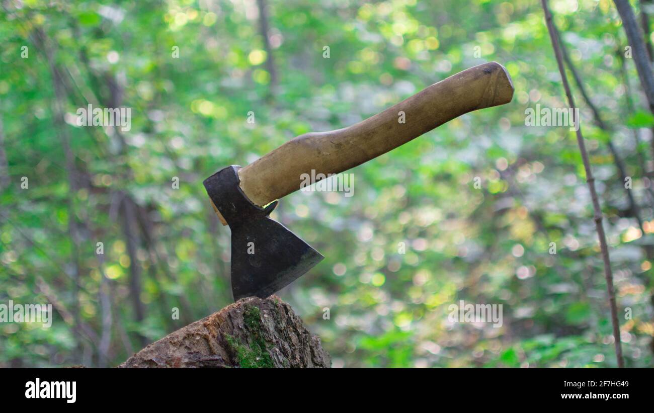 an ax in a tree in the woods Stock Photo - Alamy