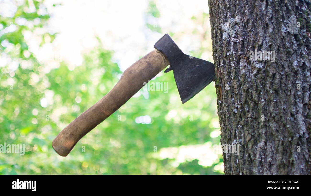 an ax in a tree in the woods Stock Photo - Alamy