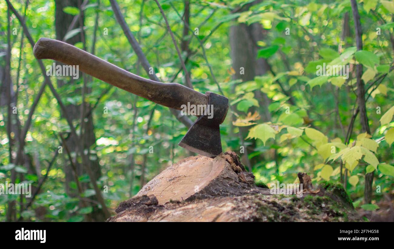 an ax in a tree in the woods Stock Photo - Alamy