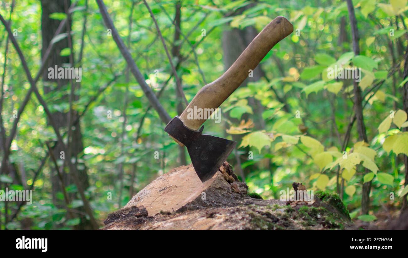 an ax in a tree in the woods Stock Photo - Alamy